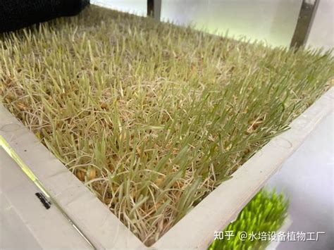 在家里也能种植牧草看看水培牧草如何7天长成 知乎