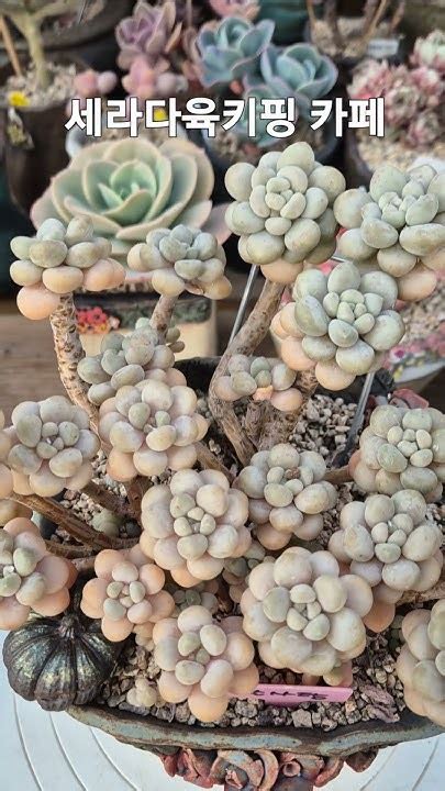 다육식물 알사탕쟁이놀이터분 똑 따먹으면 안되쥬~ Youtube