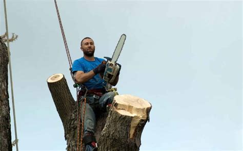 Tree Removal Costs Comprehensive Guide Pricing Curb Wise