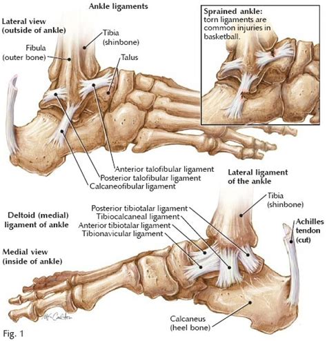 Anatomy Eversion Ankle Sprain