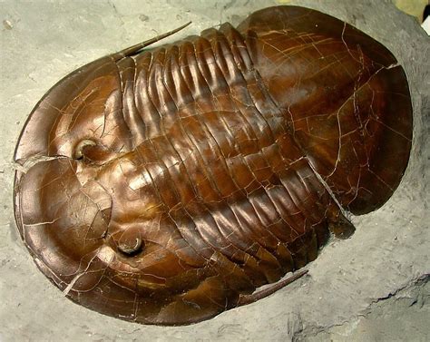 My Trilobite Fossil 4 Pics Artofit