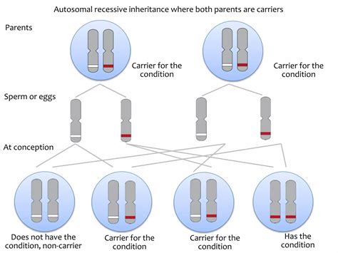 Explanation Of Autosomal Recessive Inheritance Pptx