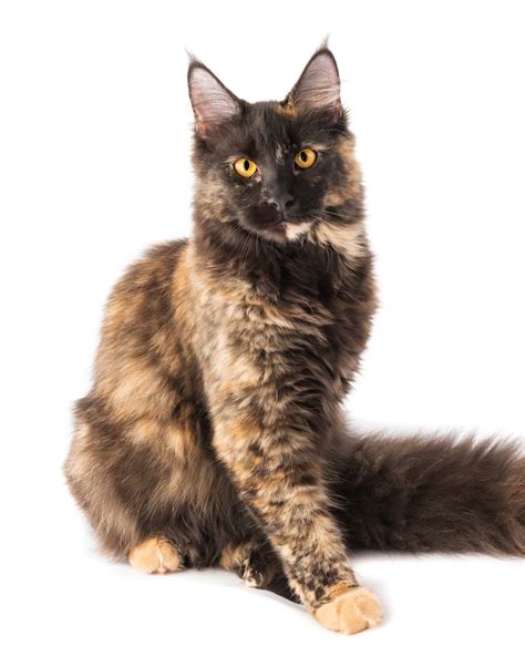 Long Hair Tortoiseshell Cat Facts Pictures Genetics And Faqs