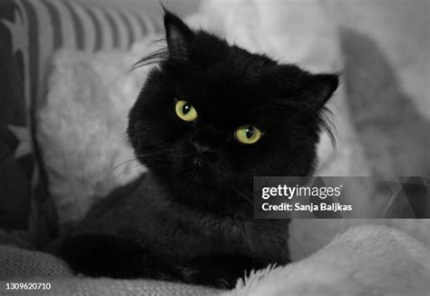 Cute Hairy Monster Photos And Premium High Res Pictures Getty Images