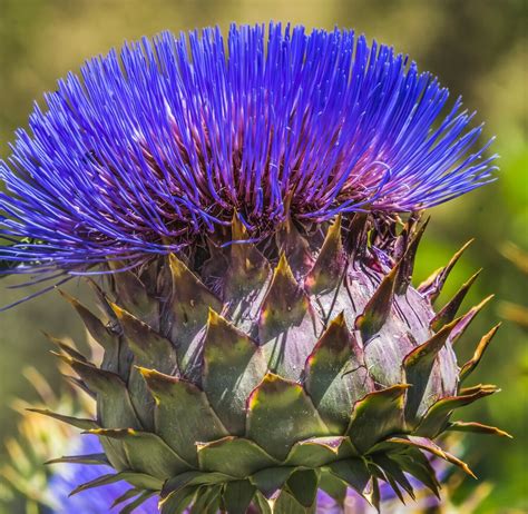 Cynara Cardunculus