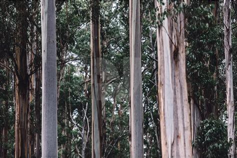 Melbourne Forest Graphics Youworkforthem