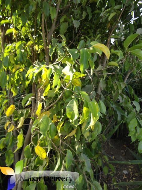 فيكس بنجامينا Ficus Benjamina Nabat Delivery The Plant That You Deserve
