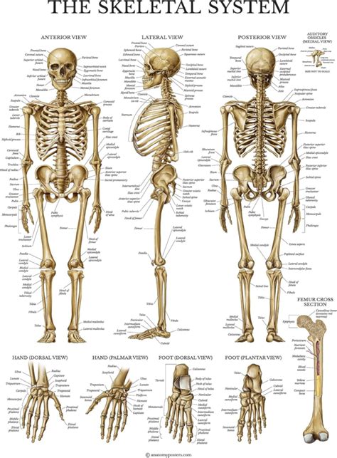 Skeletal System Anatomy Overview Anterior Lateral And Posterior Views