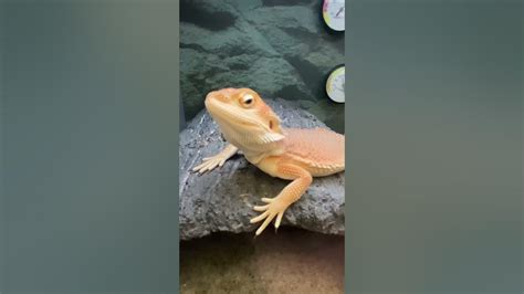 Witblitz Bearded Dragon Youtube