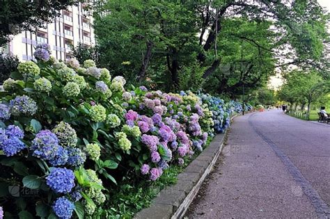 路边的花
