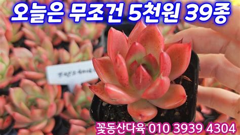 2378 오늘은 무조건 5천원 39종 가성비 좋은 예쁜 인기다육들 꽃동산다육 010 3939 4304 전국택배가능 유료광고포함 Youtube