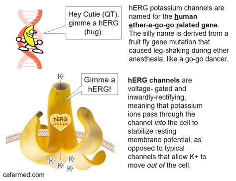 Guide To Qt Prolonging Medication How To Manage And Remember The Culprits With Visual Mnemonics