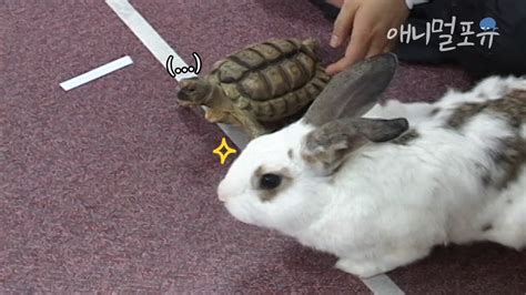 토끼와 거북이가 진짜로 경주를 하면 누가 이길까 ㅋㅋ🐇 L Kbs 주주클럽 060416 방송 Youtube
