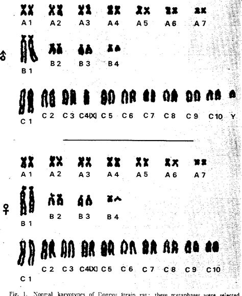 Figure 1 From Autosomal Polymorphism In Donryu Strain Rats Semantic Scholar