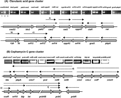 Transcriptional Pattern Of Clavulanic Acid And Cephamycin C Download Scientific Diagram