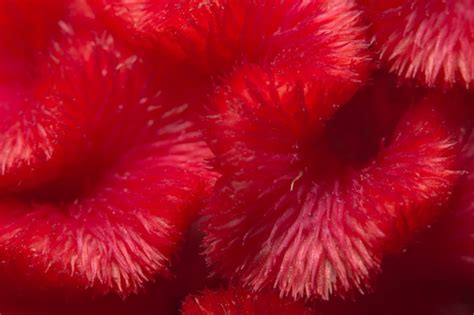 Premium Photo Background Macro Flower Pattern