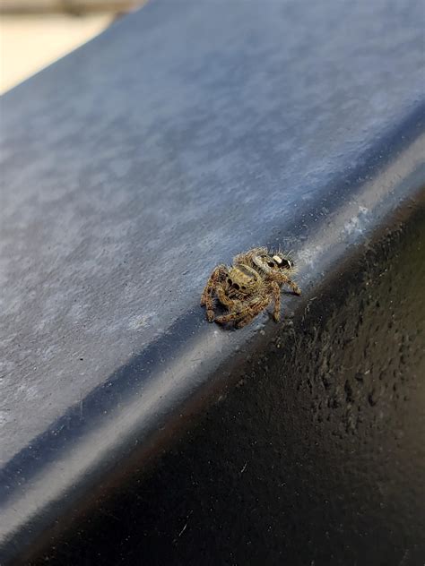 Are Lil Fuzzy Guys Acceptable Content Raww