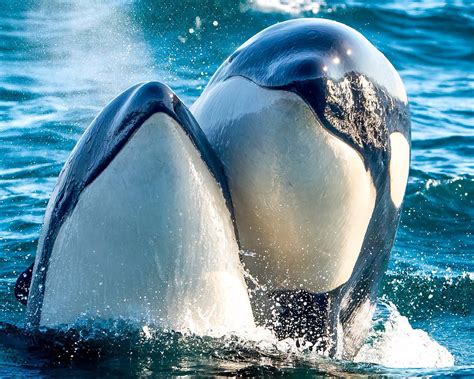 Whale2sea Whalesafari Andenes All You Should Know Before Going 2026