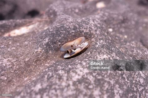 해변에서 질감이있는 바위에 맞서 열린 조개껍데기에있는 작은 껍질과 산호 컬렉션의 무드샷 얕은 피사계 심도 자르기를 위한 큰 복사 공간입니다 0명에 대한 스톡 사진 및 기타