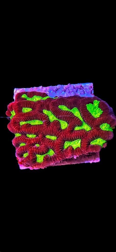 Favia Neon Green Wysiwyg Communitycorals