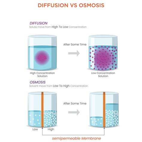 Diffusion Vs Osmosis Key Differences In Particle And Water Movement