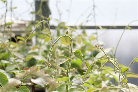 Supply Chain Optimisation · Plant And Food Research