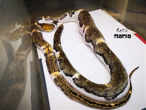 paradox reticulated python traits morphpedia