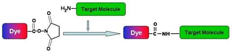 Fluorescent Oligonucleotide Labeling Reagents Aat Bioquest