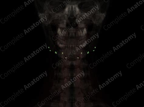 Submandibular Nodes Complete Anatomy