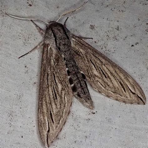 Sphinx Chersis Great Ash Sphinx Moth 10 000 Things Of The Pacific Northwest