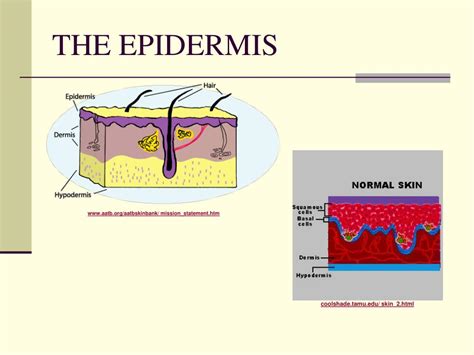 Epidermis Layer Of Skin Mnemonic At Jesse Gisborne Blog