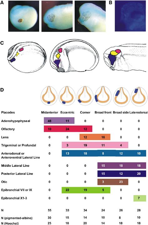Fate Map Of Xenopus Non Neural Ectoderm At Neural Plate Stages Using Download Scientific