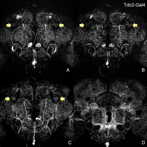 11 Arborization Pattern Of Octopaminergic And Tyraminergic Download Scientific Diagram