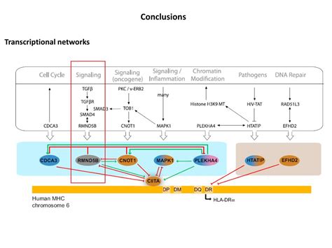 Ppt Regulation Of Mhcii Expression And Antigen Presentation