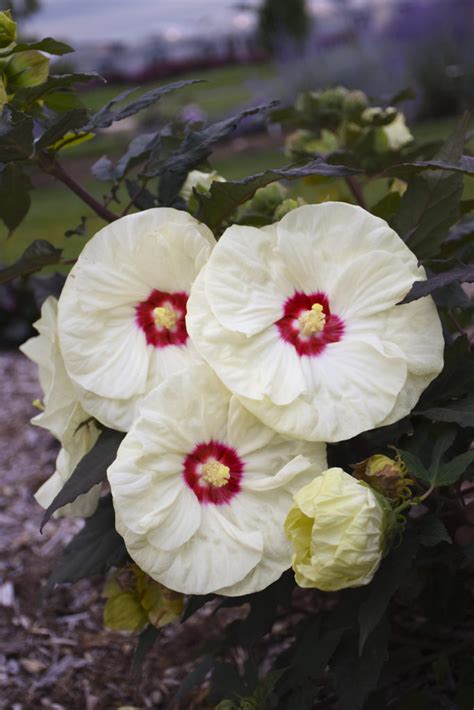 Celebrate Summer Growing Colorful Perennial Hibiscus What Grows There