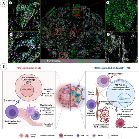 Multiplex Image Showing Micro Heterogeneity Of An Hgsoc Tumor Sample Download Scientific