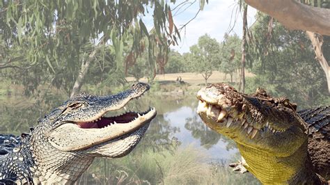 Nile Crocodile Size Comparison Australian Saltwater Crocodile Versus