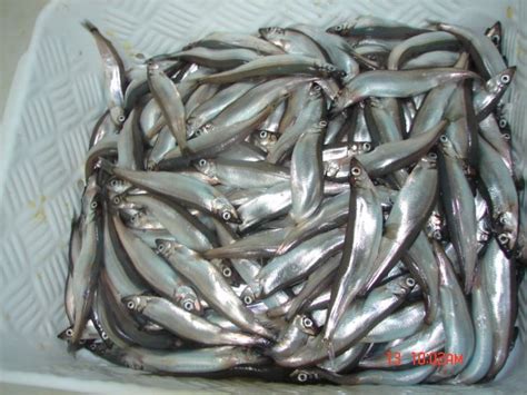Female Capelincanada Price Supplier 21food