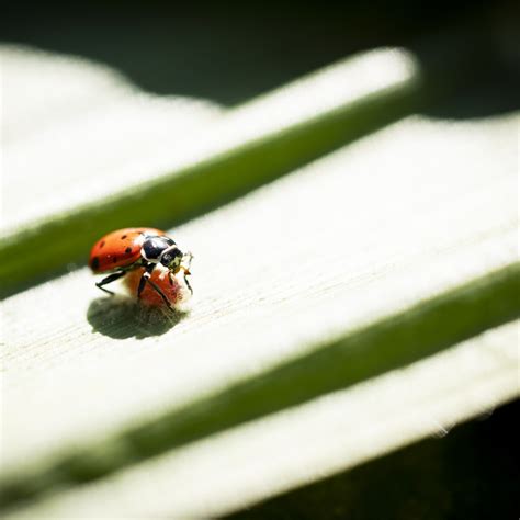 Department Core Values