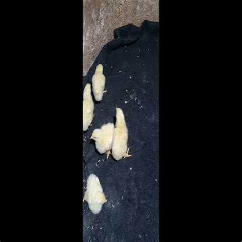 Lameness Detection In Chicks 2 Object Detection Dataset And Pre Trained