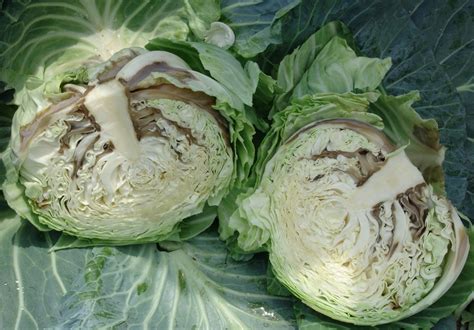 Lettuce Soft Rot 289