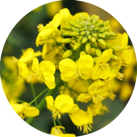 【奋进的春天】坡贡镇凡化村：油菜花开春意浓 田园风景美如画腾讯新闻