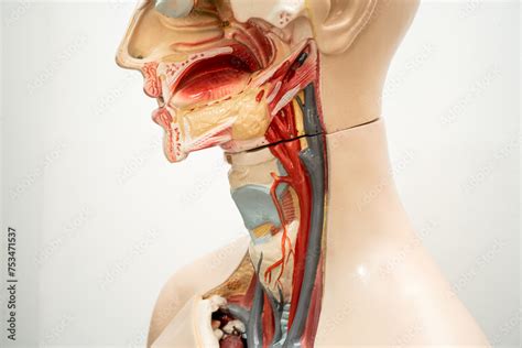 The Throat Pharynx And Larynx Model Anatomy For Medical Training