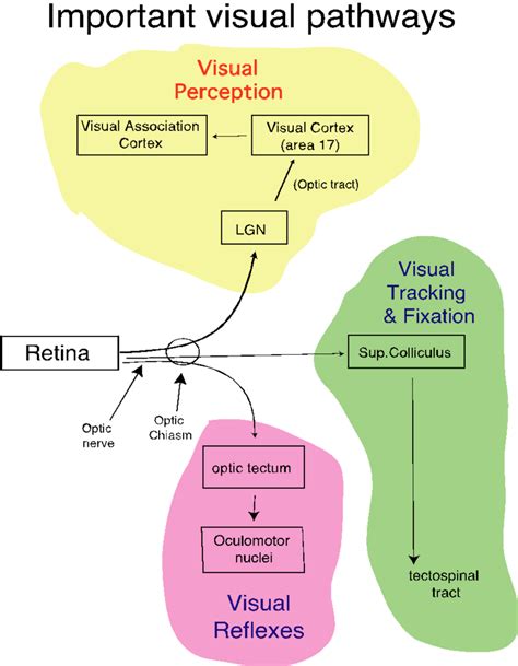 Diagram Of The Visual Systempathway Visual Pathways Diagram