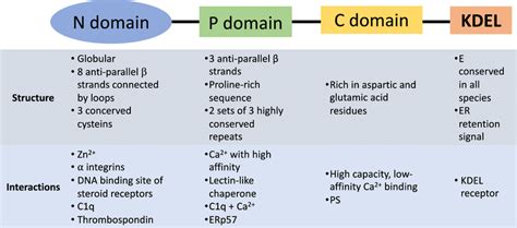 CRT Structure And Domain Interactions CRT Has Three Structural Download Scientific Diagram