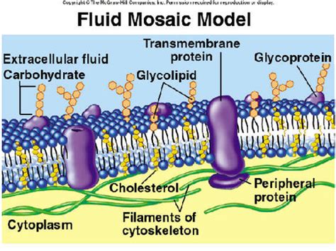 Chapter 7 Membrane Structure And Function Flashcards Quizlet