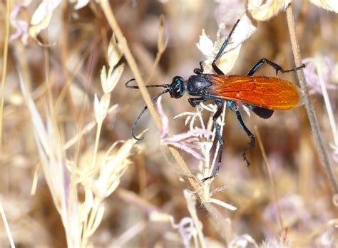 Tarantula Hawk Wasp 𝘗𝘦𝘱𝘴𝘪𝘴 𝘴𝘱 Arachnoboards