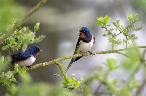 제비 꿈 해몽의 20가지 의미나오는 보는 만나는 잡는 죽이는 새끼 꿈 제비가 집에 들어오는 공격하는 쫓아오는 다가오는 알 새끼 낳는 꿈 거대한 큰
