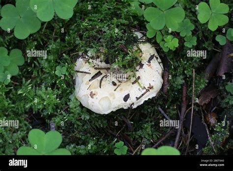 Russula Delica Known As The Milk White Brittlegill Wild Mushroom From