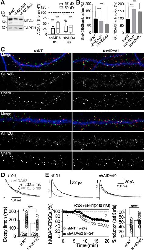 Shrna Mediated Knockdown Of Aida 1 Alters Synaptic Nmdar Subunit